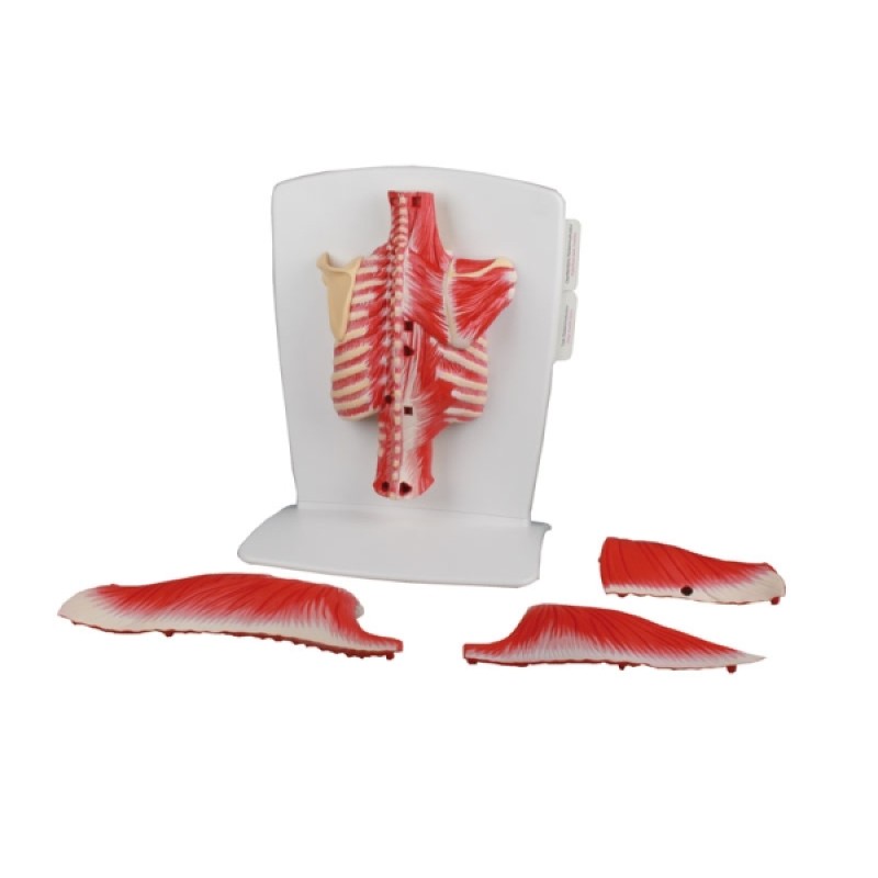 Back Muscle Model | Health and Care